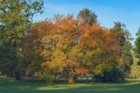 Tree Guide - Nashville Tree Foundation