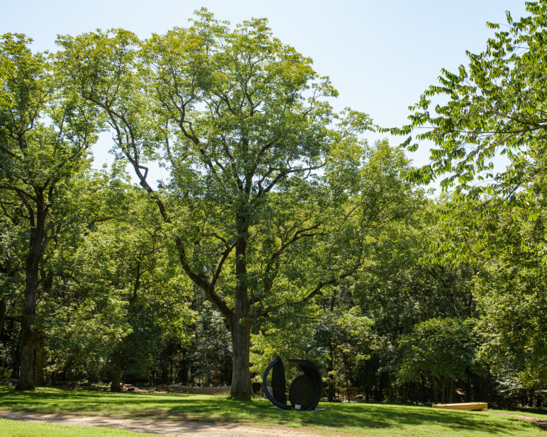 Public Space Trees - Nashville Tree Foundation